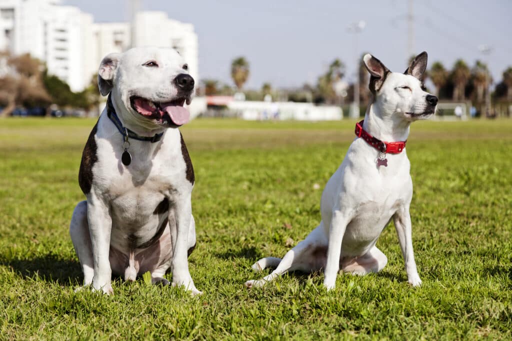 Stay & Train Dog Program in Citrus Heights | All Stage Canine Development