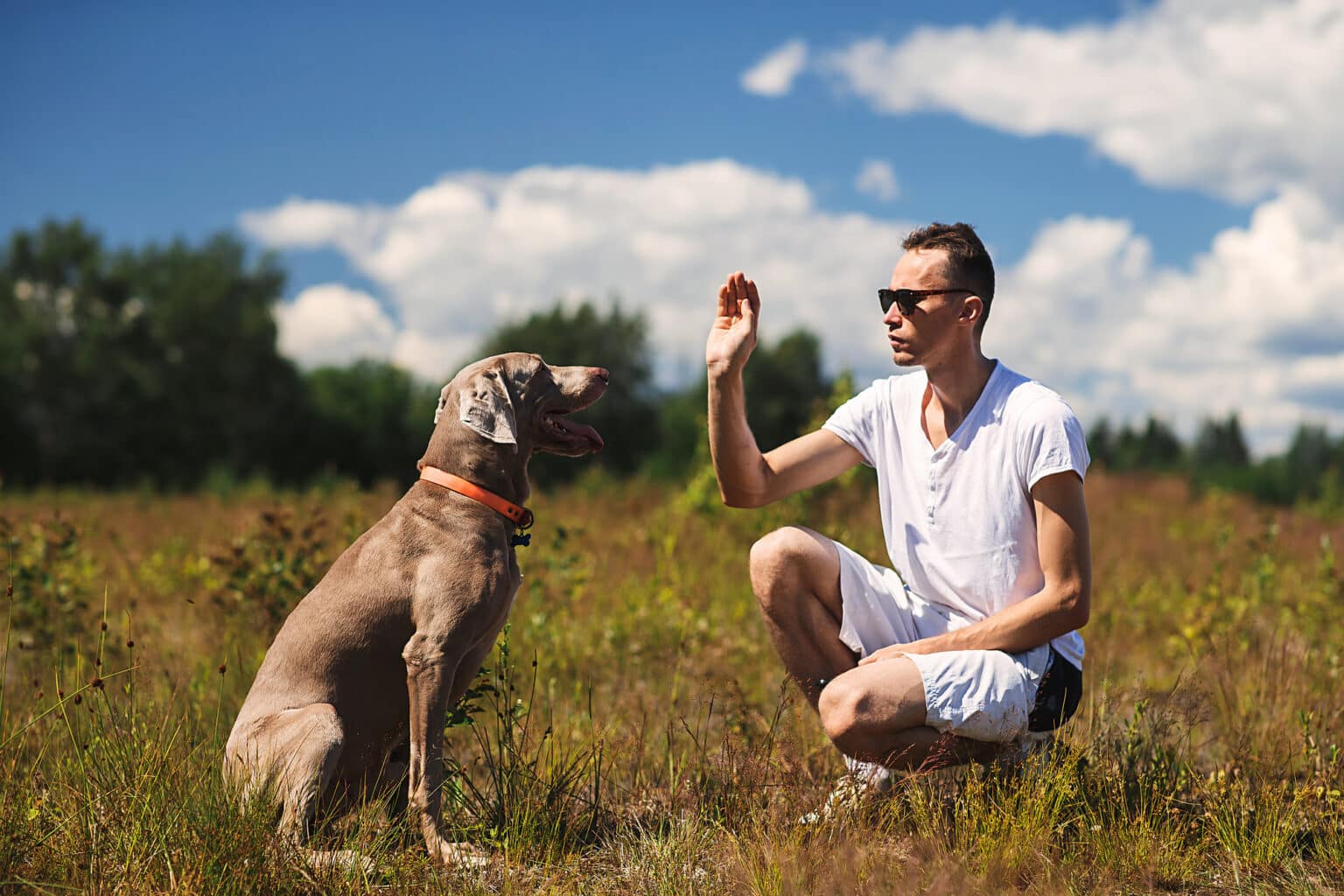 Dog Training Hand Signals To Teach Your Dog - All Stage Canine Development