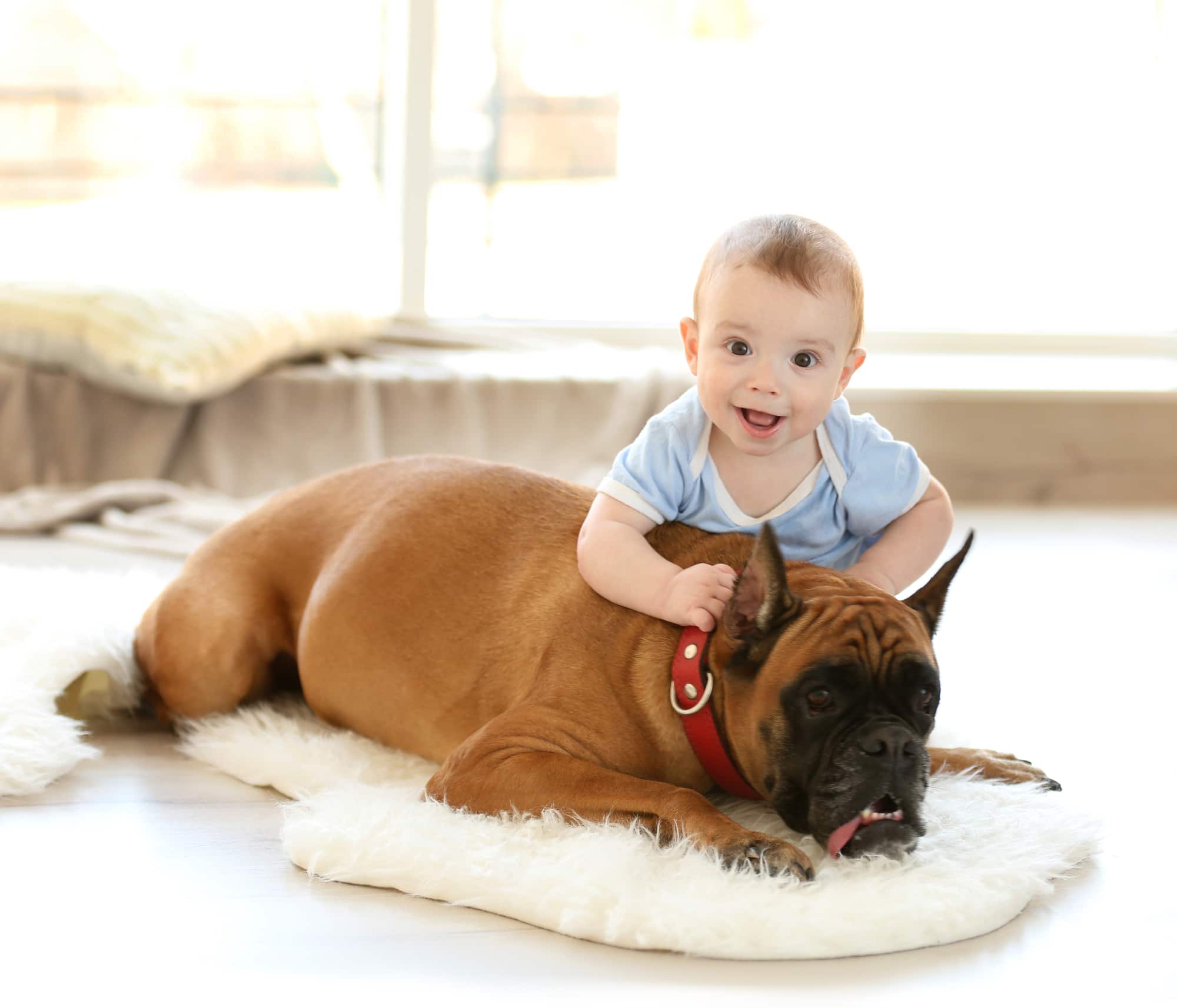 What is The Best Breed for a Diabetic Alert Dog? - All Stage Canine ...