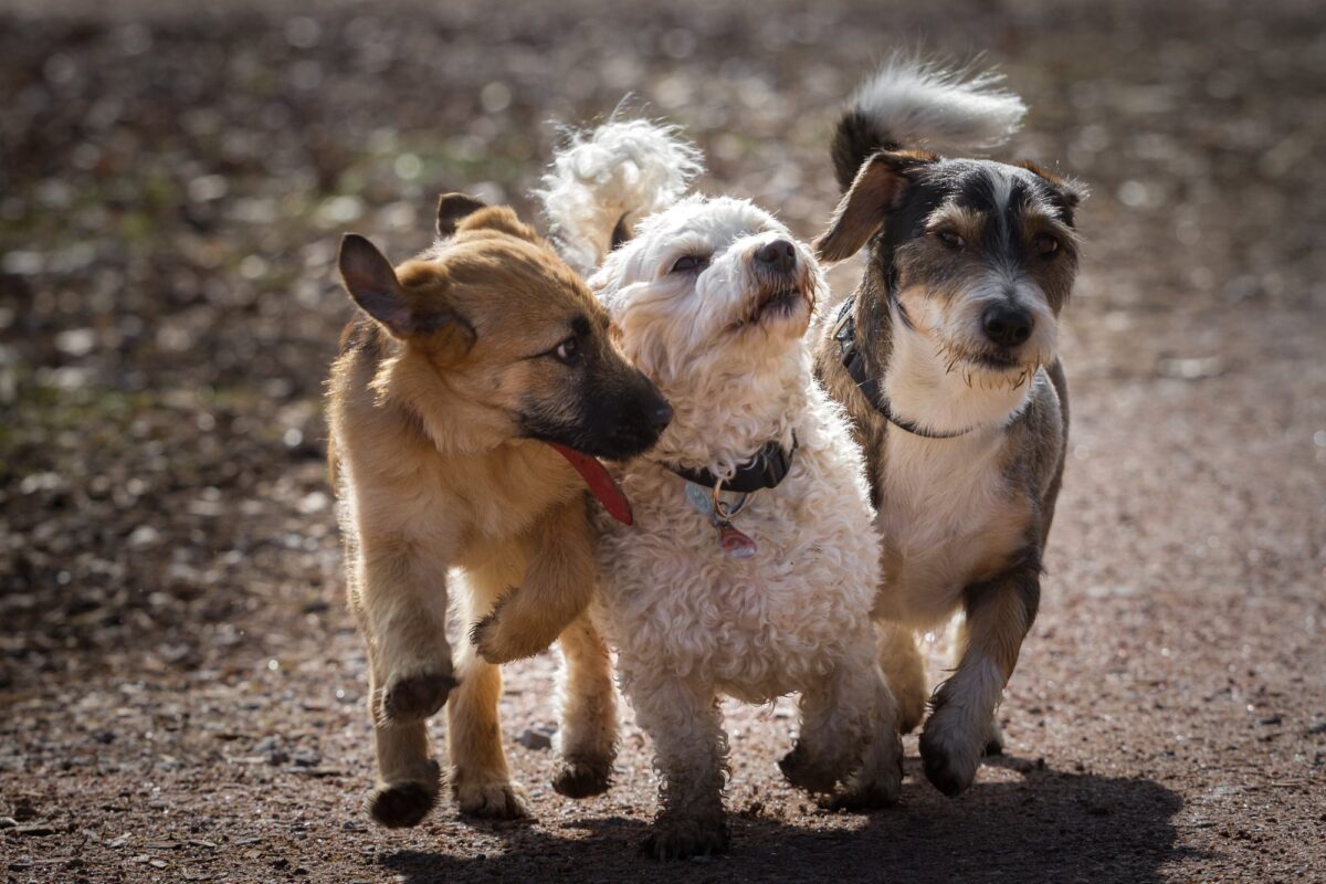 What are The Traits of a PTSD Service Dog? - All Stage Canine Development