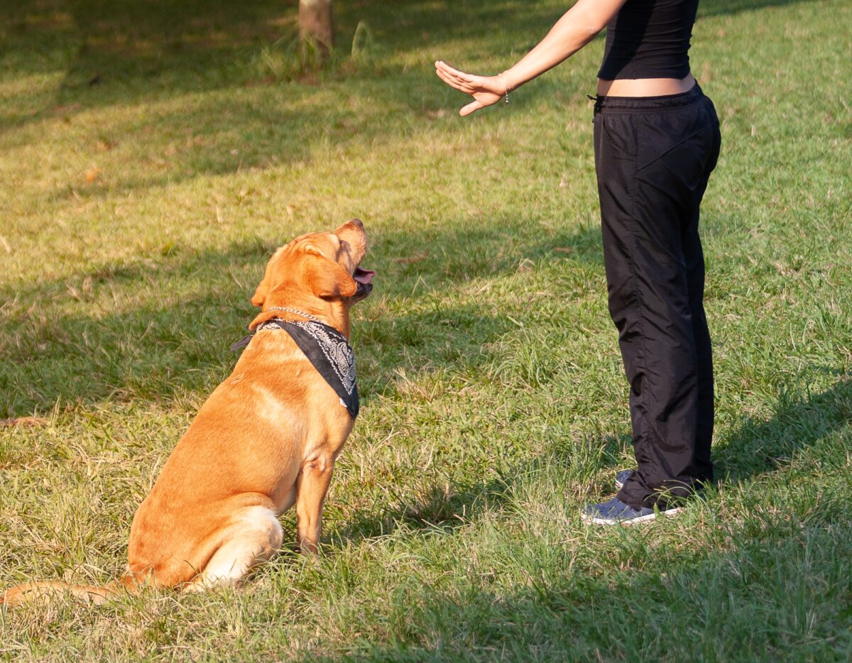 The 10 Dog Commands Every Pet Owner Should Know - All Stage Canine ...